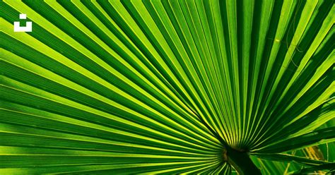Green Fan Palm Photo Free Green Image On Unsplash