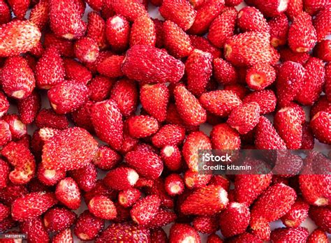 신선한 딸기 배경입니다 와일드 베리의 배경 잘 익은 야생 딸기 질감 야생 딸기 닫아 맨 위 보기 숲에서 수확한 야생 딸기 베리 배경입니다 0명에 대한 스톡 사진 및 기타