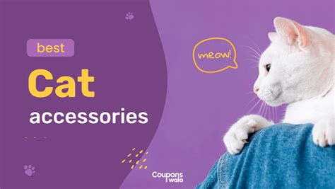 Best Cat Accessories List Of Best Accessories To Avail