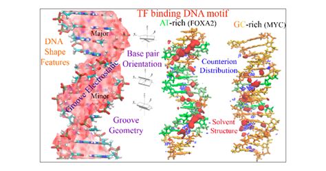 Sequence Specific Structural Features And Solvation Properties Of Transcription Factor Binding