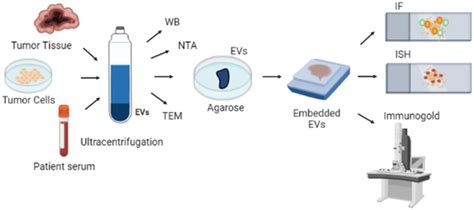 Ev Embedding And Probing Evs Were Isolated From Tissues Sera Or Cell