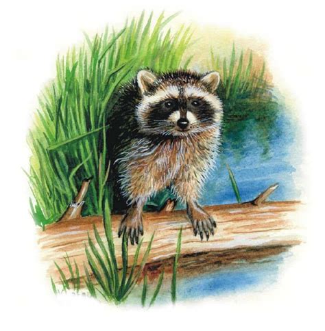 Картинки енот распечатать или скачать бесплатно