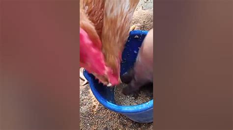 টাইগার মুরগির খাবার খাওয়া Murgipalon Chicken Murgirkhamar অল্প জায়গা মুরগী পালন Youtube