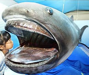 Megamouth Shark Teeth