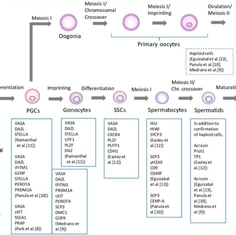 Differentiation Pathway From Human IPS Cells To Germ Cells Human IPS Download Scientific