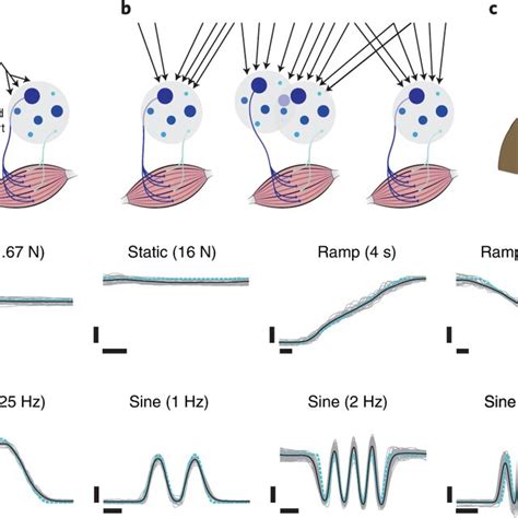 Rigid Versus Flexible Mu Control And Experimental Setup A Rigid Download Scientific Diagram