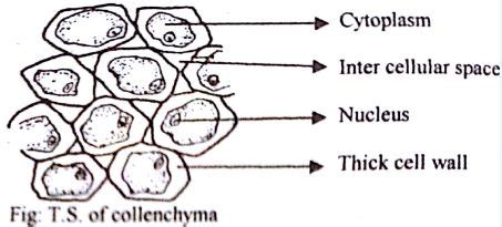 Structure And Function Of Collenchyma Tissue QS Study
