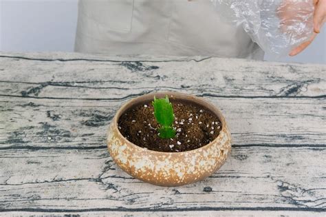 蟹爪兰不开花怎么办 花百科
