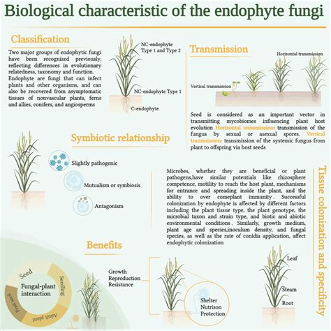 Biological Characteristic Of The Endophyte Fungi Biorender Science