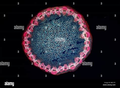 Light Micrograph Lm Of A Transverse Section Of A Helianthus Stem