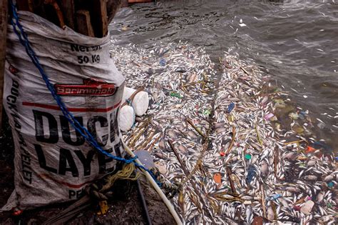 Fish Kill At Manila Bay Fisherjullla