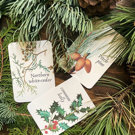 Evergreen Identification Flashcards Books And Willows