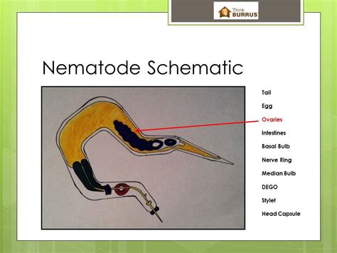 Nematoda Respiratory System