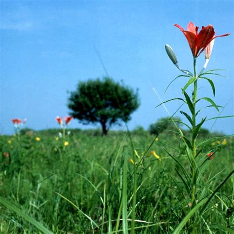 Nonstop Photos Н Он Красные лилии