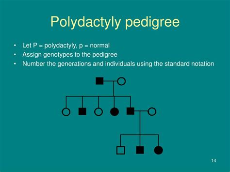 Ppt Year 10 Genetics 2 Human Inheritance Powerpoint Presentation