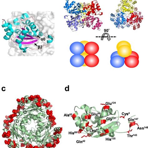 Expression Level Of Nm23 H12 Surface Mutants In Hek 293 Cells A