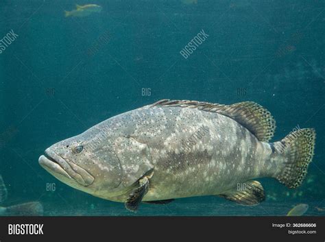 Giant Saltwater Fish