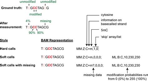Mod Bam File Format · Detection Of Dna Base Modification Using Nanopore