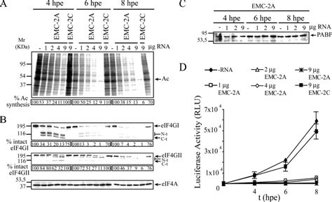 Differential Hydrolysis Of Eif4gi And Eif4gii By Pv 2a Pro Effects On