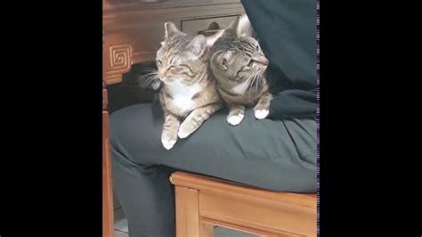 집에 고양이들을 키우면 공부가 안되는 이유 Youtube