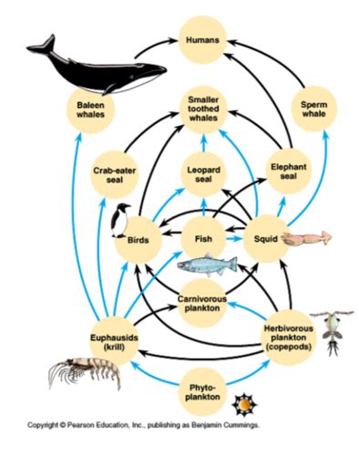 Ecology Module 4 Flashcards Quizlet