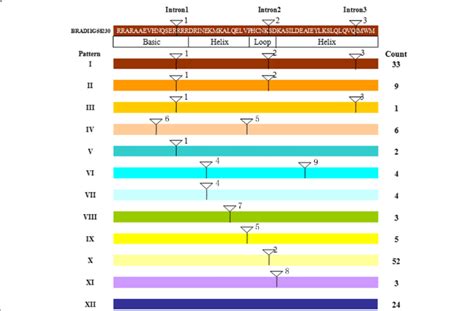 Intron Distribution Patterns In The Coding Sequence Of The Bhlh Domain
