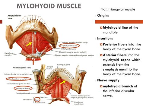 Ppt Submandibular Region I Powerpoint Presentation Free Download