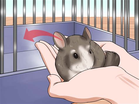 친칠라 안는 법 8 단계 이미지 포함 Wikihow