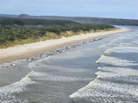 Update On Mass Whale Stranding Tasmanian Times