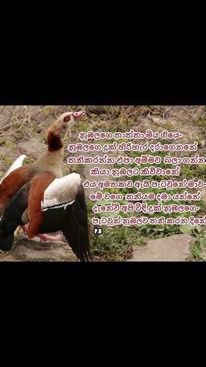 අතරමං කලේ ඇයි මාව පැටවුනේ නිසදැස් කවි Sinhala Nisadas Youtube