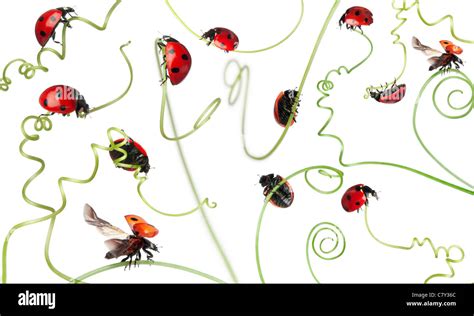 Seven Spot Ladybird Or Seven Spot Ladybug On Larger Bindweed