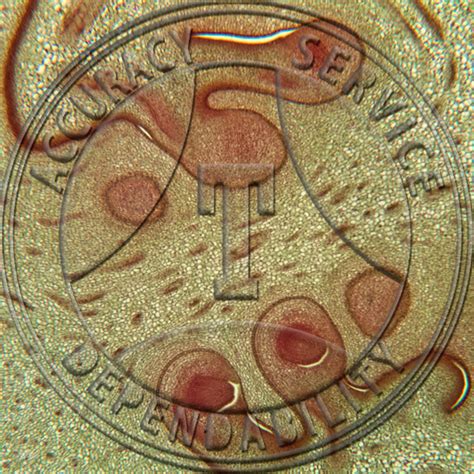 Cucurbita Maixma Female Flower Bud Cs Prepared Microscope Slide