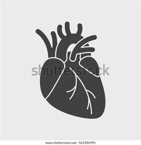 인간 심장 해부학심장 의학 과학의 매개체 스톡 벡터로열티 프리 562286905
