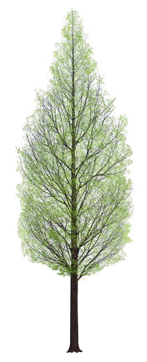 Images About D TREE On Pinterest Trees Photoshop And D Rendering