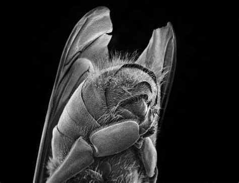 Bee Stinger Under Microscope