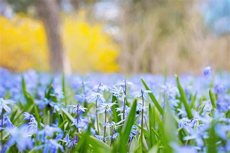 Wallpaper Flowers Grass Field Hd Widescreen High Definition