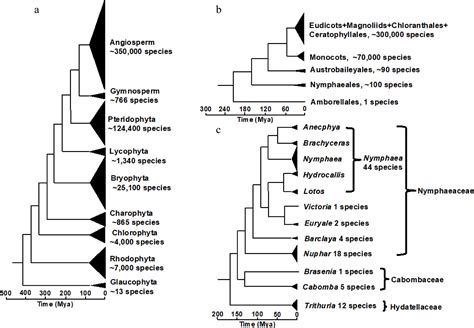 Angiosperm Phylogeny