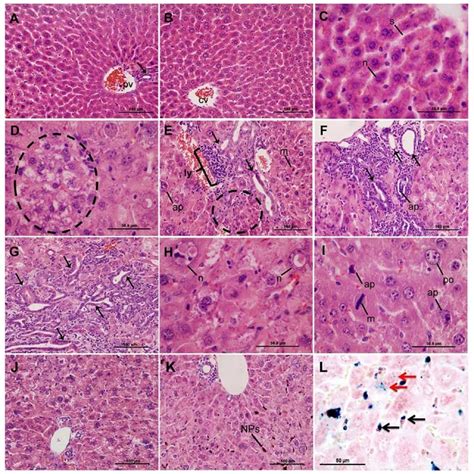 Microscopic Analysis Of Liver Tissue Sections Obtained From Normal Mice