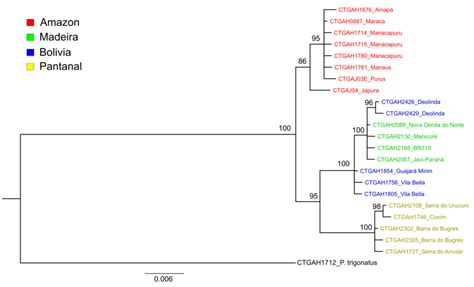 Phylogenetic Tree Reconstructed By Bayesian Inference Bi Approach Download Scientific Diagram