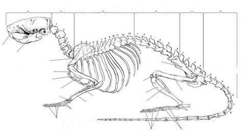 Lab 6 Rat Skeleton Diagram Quizlet