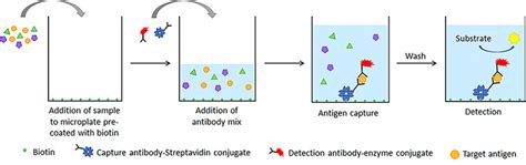Optimizing Elisa Biocompare The Buyers Guide For Life Scientists