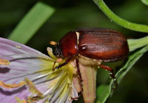 June Bug Vs Japanese Beetle What Are The Difference Earth Life