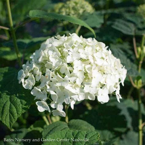 3 Hydrangea Arb Pw Incrediball Smooth White Native Tn