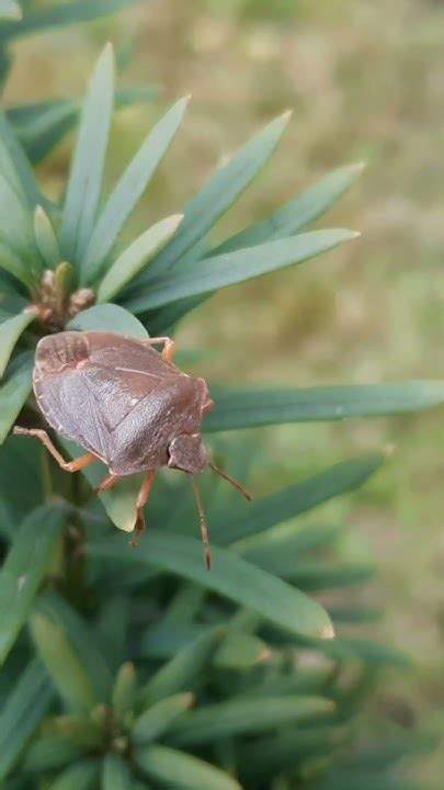 Beautiful ⚘️ Youtube