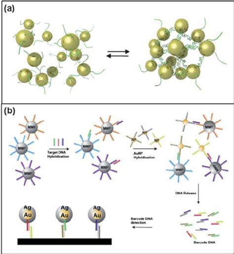 A Scheme Demonstrating The Reversible Aggregation Of Dna Modified Download Scientific Diagram