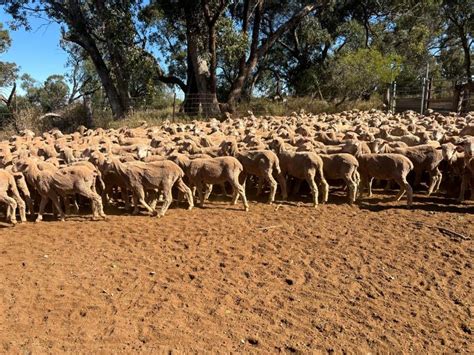 Lot 336 400 Mixed Sex Store Lambs Auctionsplus