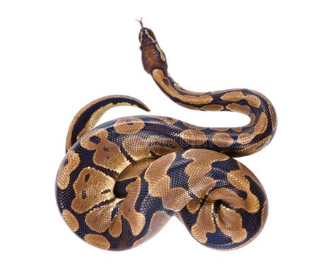 Python Regius With Tongue Sticking Out It Is Also Known As Royal