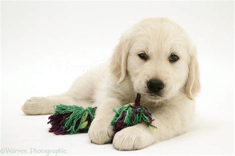 Dog Golden Retriever Pup Chewing A Ragger Photo Wp13750