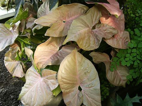Arrowhead Plant How To Grow And Care For Arrowhead Vines Syngonium