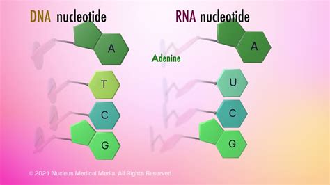 Nucleic Acids Decode The Secret Building Blocks Of Life Transtutor Blog